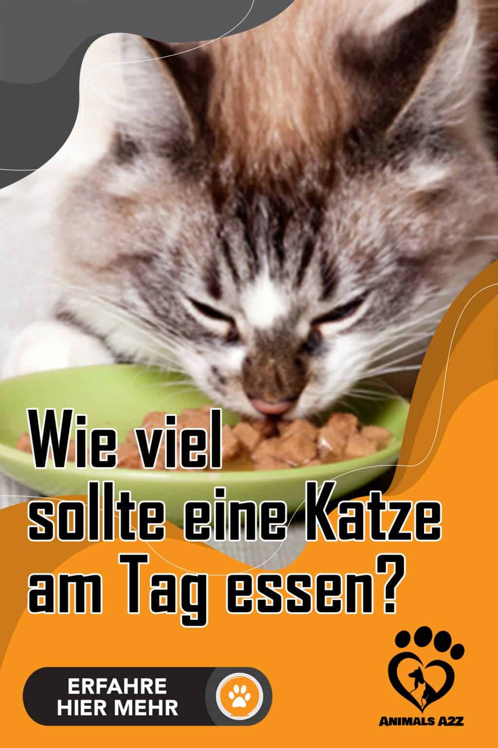 Wie viel sollte eine Katze am Tag essen [Alle Informationen]